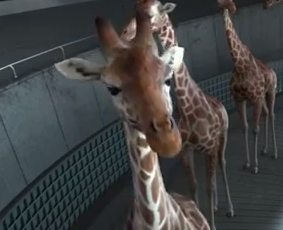 High Diving Giraffes - Animated Short Film By Nicolas Deveaux ...